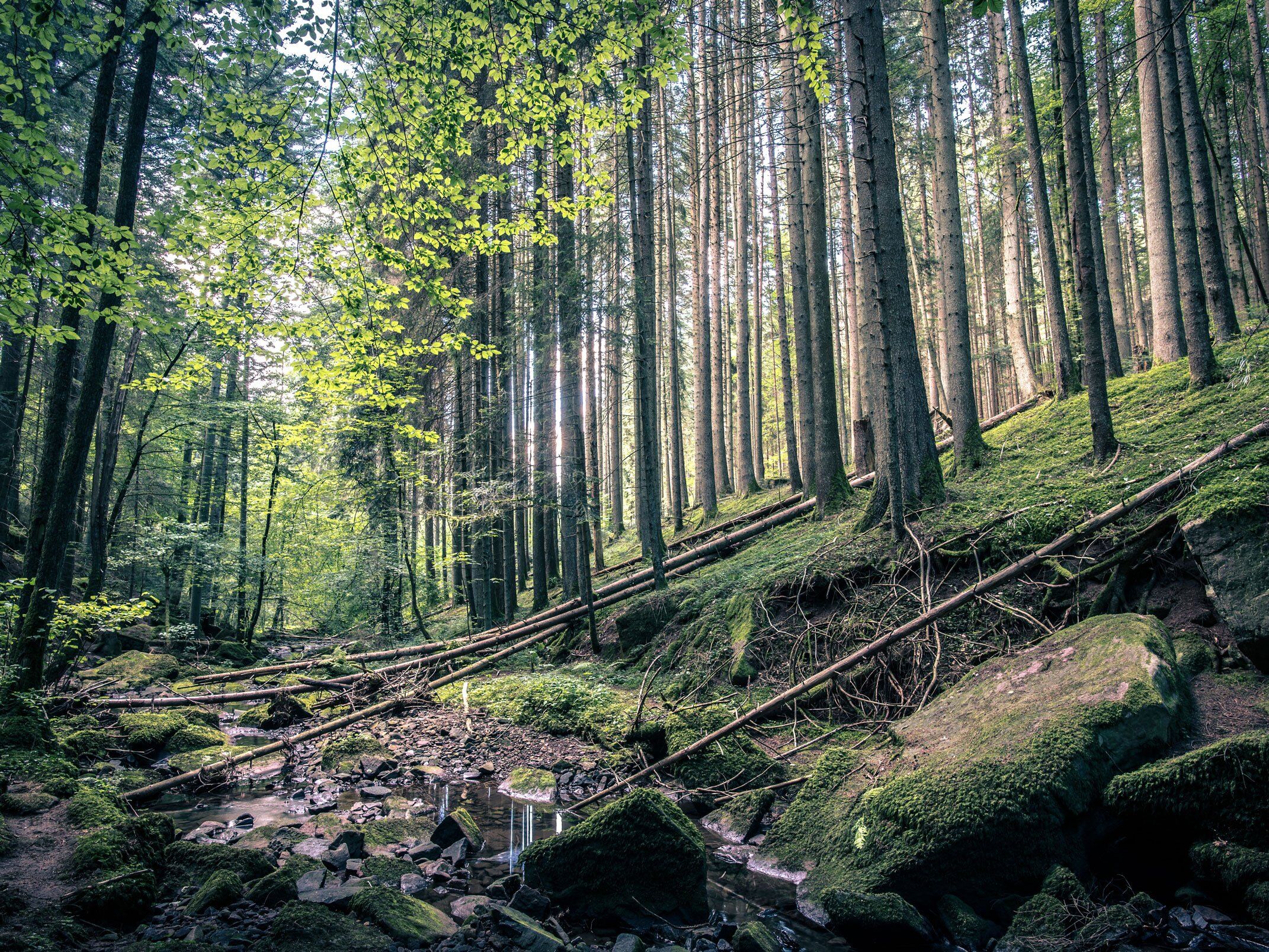 Monbachtal im Schwarzwald - Unterwegs mit dem Hund