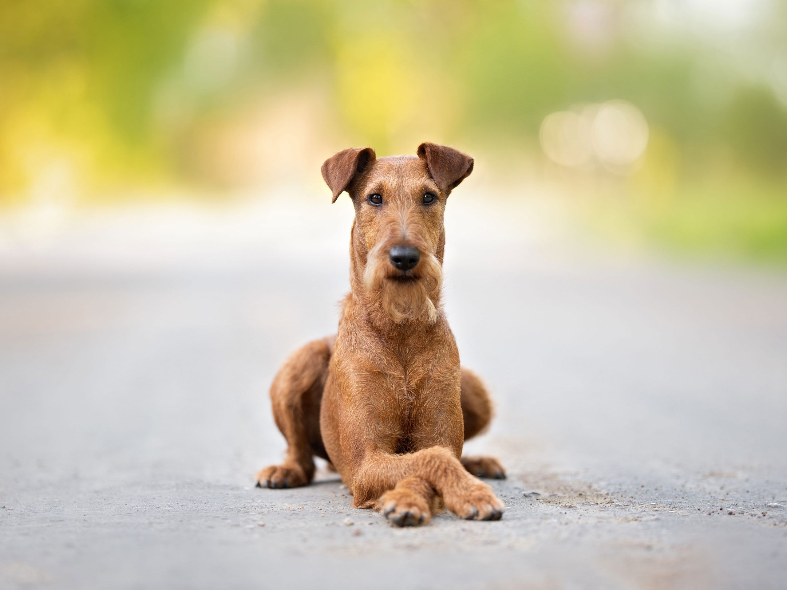 Pfoten überkreuzen trainieren | ZooRoyal Magazin