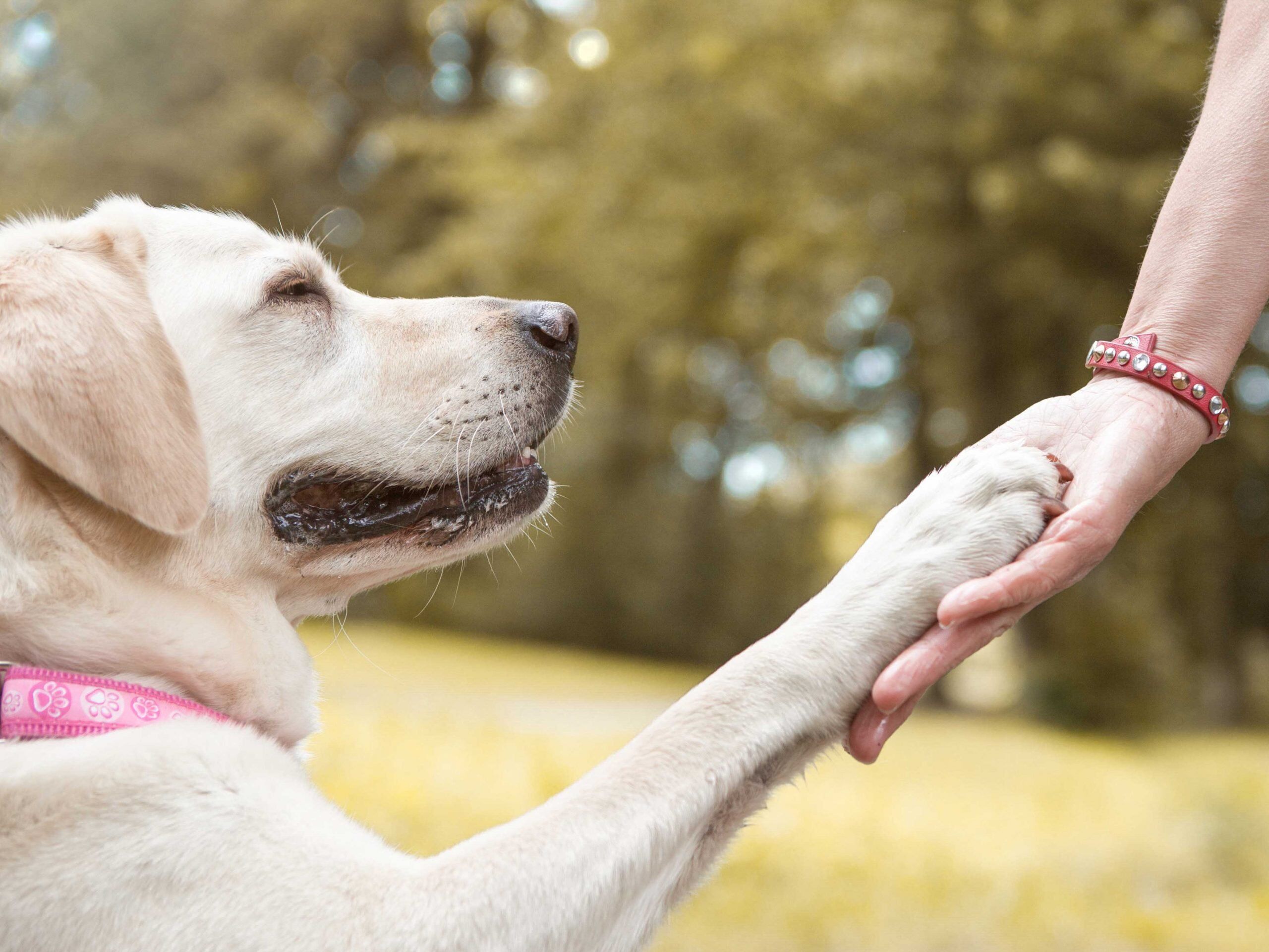 Pfötchen geben trainieren mit deinem Hund | ZooRoyal Magazin