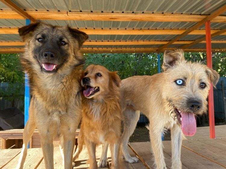 Einfach Tierschutz e.V. stellt sich vor | ZooRoyal Magazin