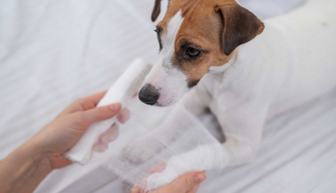 Ausstattung für den Hund - was gehört alles dazu?