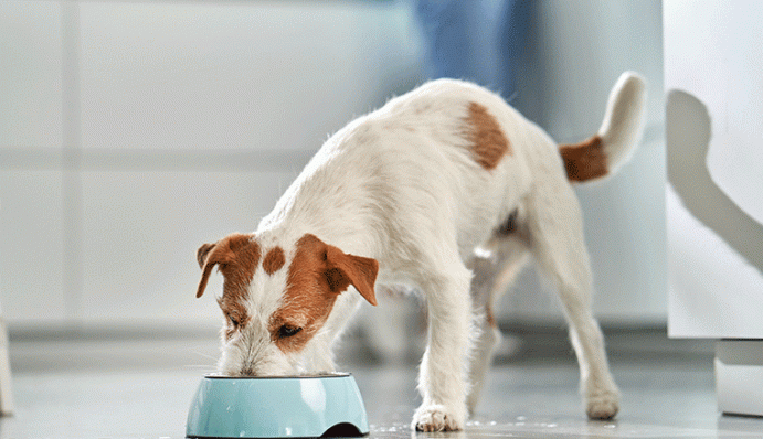 Ausstattung für den Hund - was gehört alles dazu?