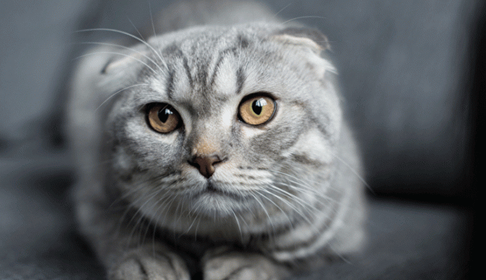 Alle Katzenrassen im Überblick | von A-Z