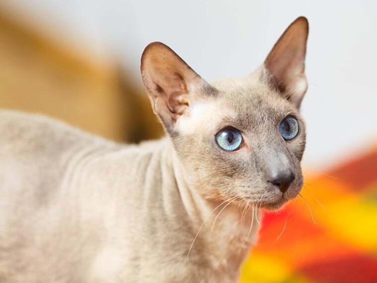 Peterbald - Charakter, Größe & Erziehung | Steckbrief