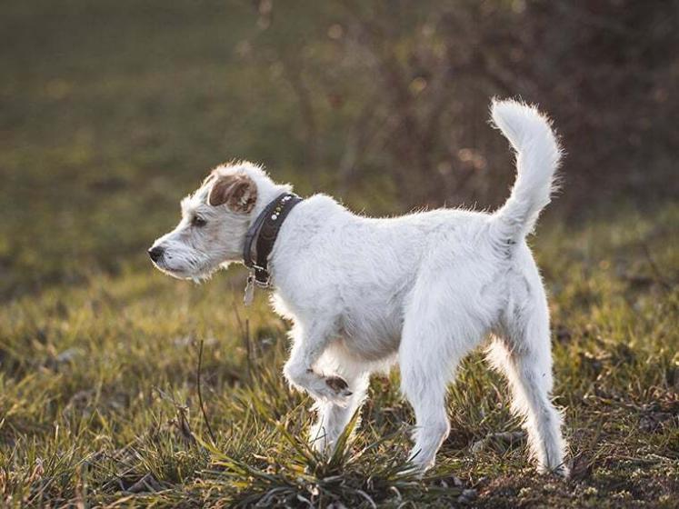 Dein Hund humpelt? - Das solltest du wissen | Ursachen & Tipps