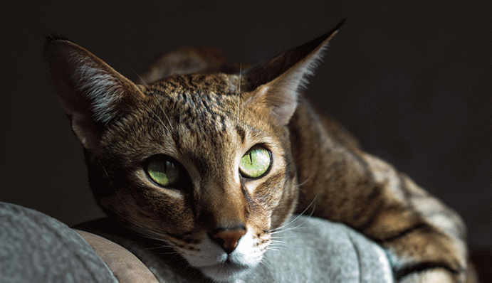 Alle Katzenrassen im Überblick | von A-Z