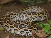 Tigerpython - Pflege, Haltung & Lebensraum | Steckbrief