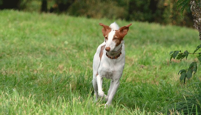 Podenco Ibicenco - Charakter, Größe & Erziehung | Steckbrief