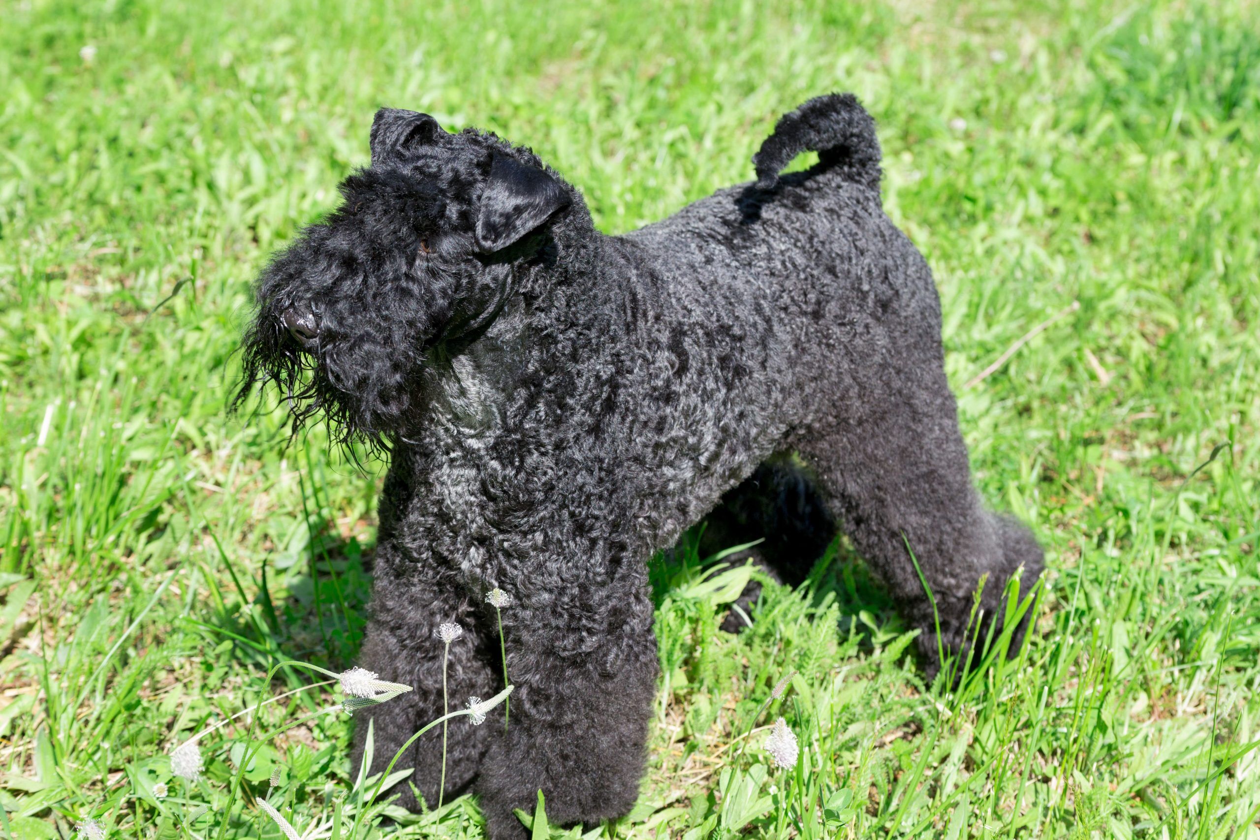 Kerry Blue Terrier - Charakter, Größe & Erziehung | Steckbrief