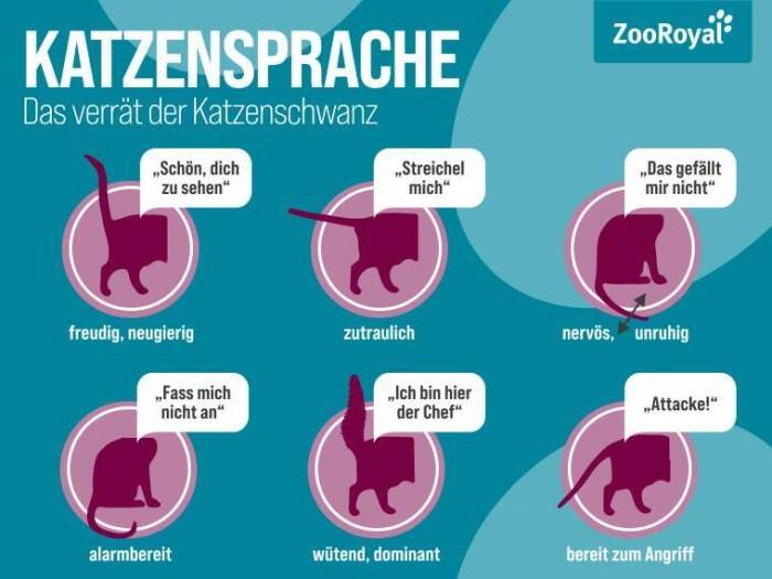 Katzen Körpersprache - Signale erkennen und verstehen