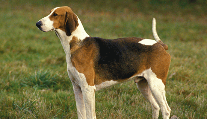 Alle Hunderassen im Überblick | von A-Z