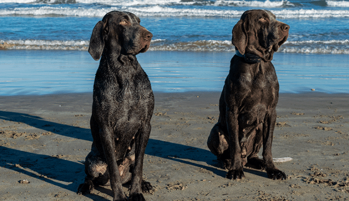 Alle Hunderassen im Überblick | von A-Z