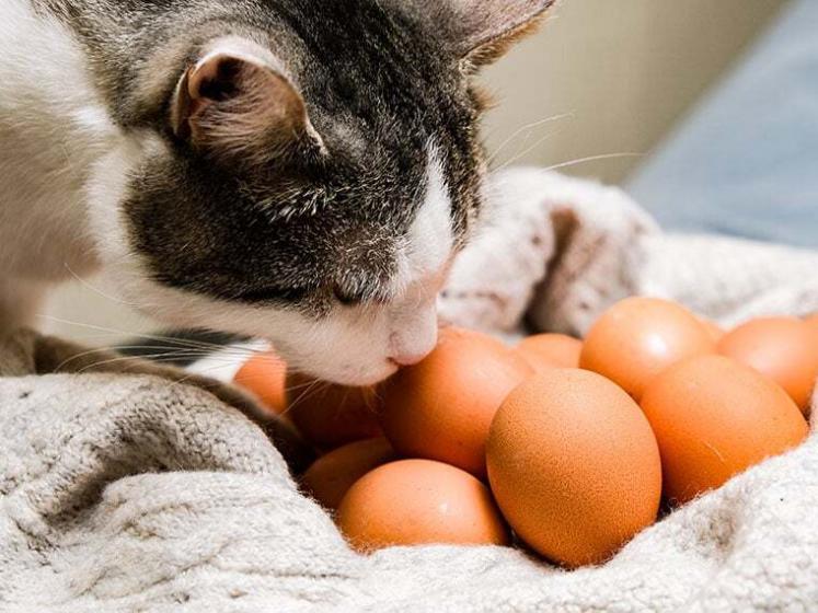 Durfen Katzen Eier Essen