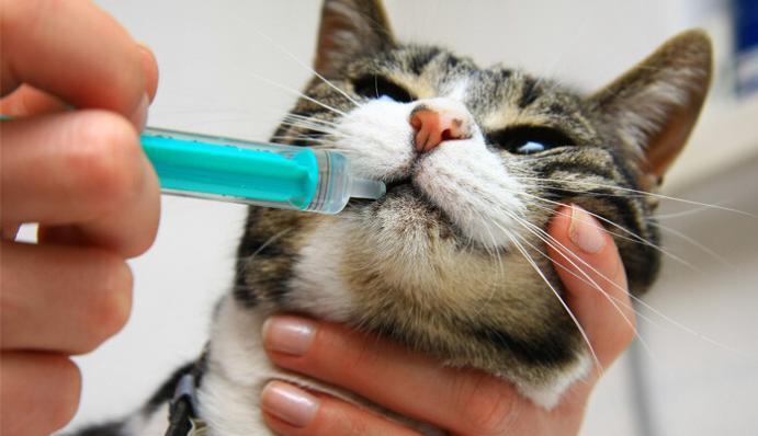 Katzenbiss - Unterschätzte Gefahr | ZooRoyal Magazin