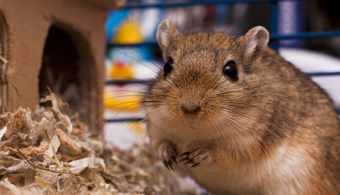 Degus kaufen: Tipps zur Anschaffung | ZooRoyal Magazin
