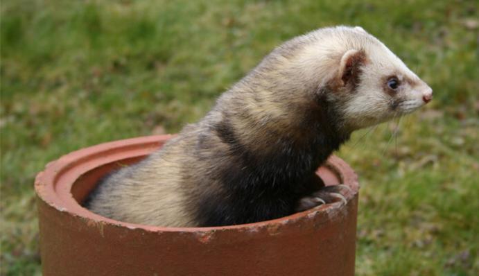 Frettchen als Haustiere: Infos zur artgerechten Haltung & Pflege