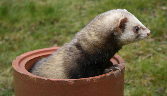 Frettchen: Wissenswertes zur Anschaffung | ZooRoyal Magazin