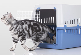 Katzenzubehör & Katzenbedarf günstig im Katzenshop | ZooRoyal